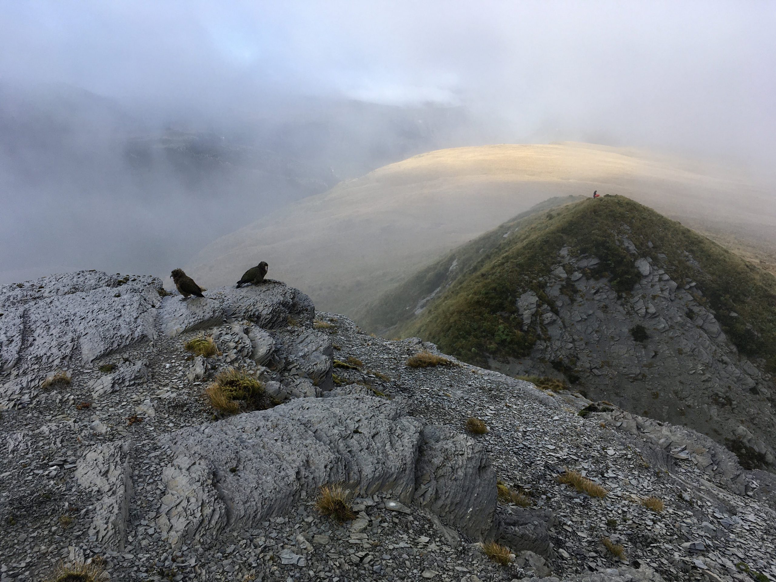 1000 Acre Plateau – Wellington Tramping and Mountaineering Club