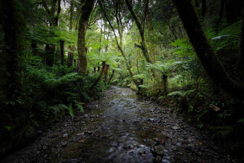 Gentle Annie Stream Tararua Range – Wellington Tramping and ...