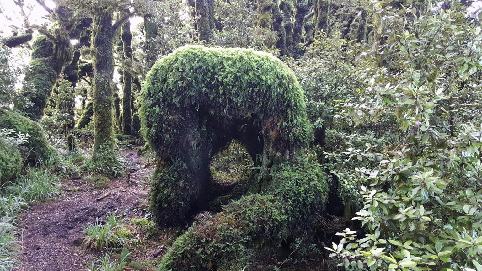 Mt-Matthews-track – Wellington Tramping and Mountaineering Club