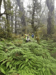 Mānawatia a Matariki! Manuoha – Sandy Bay Circuit – Wellington Tramping ...