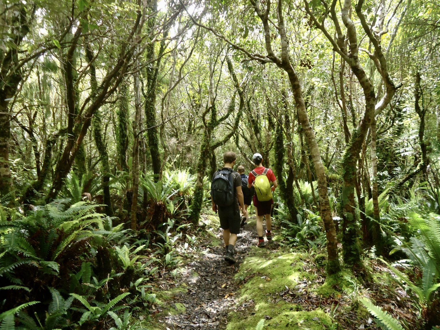 Ridge Track – Kaitoke Regional Park – Wellington Tramping and ...