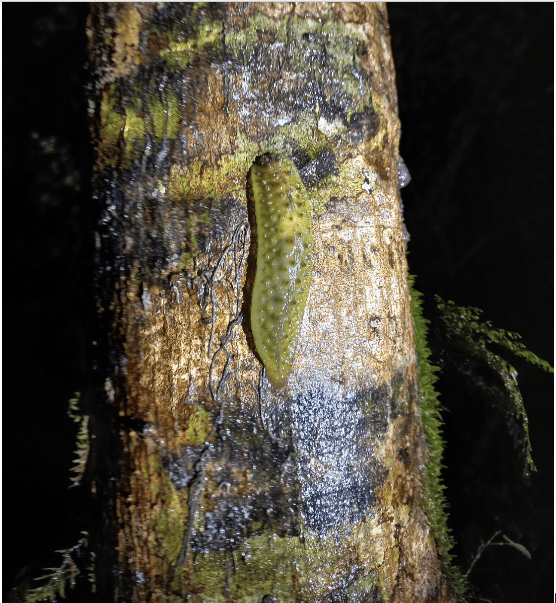 Slimy slug but no steel ladder: Field Hut, Renata Hut – Tararua Forest ...