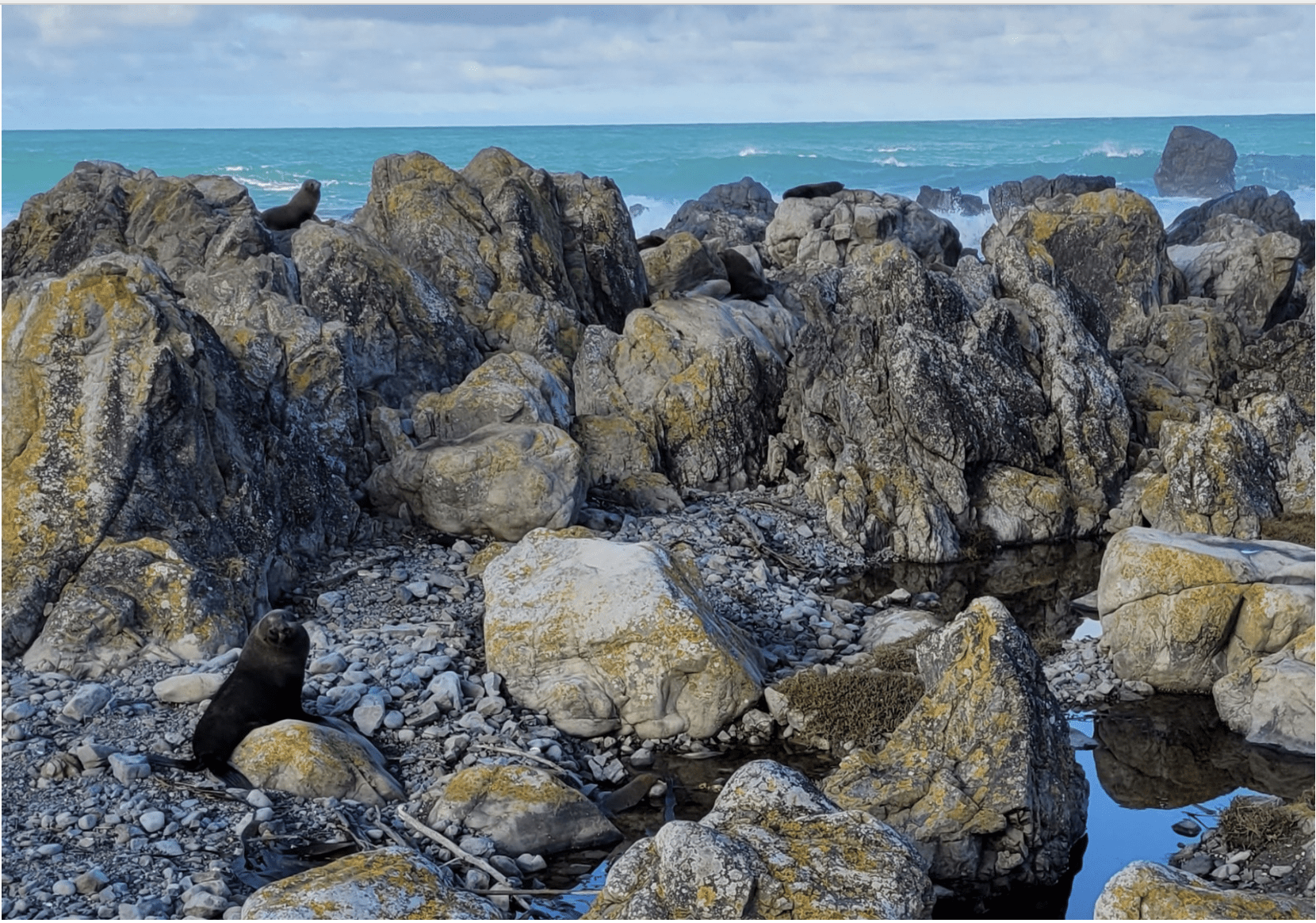 Barney’s Whare – Remutaka Forest Park – Wellington Tramping and ...