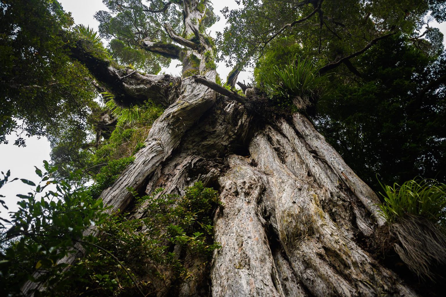 A speedy visit to the largest rata you’ll ever see: the Karapoti Rata ...