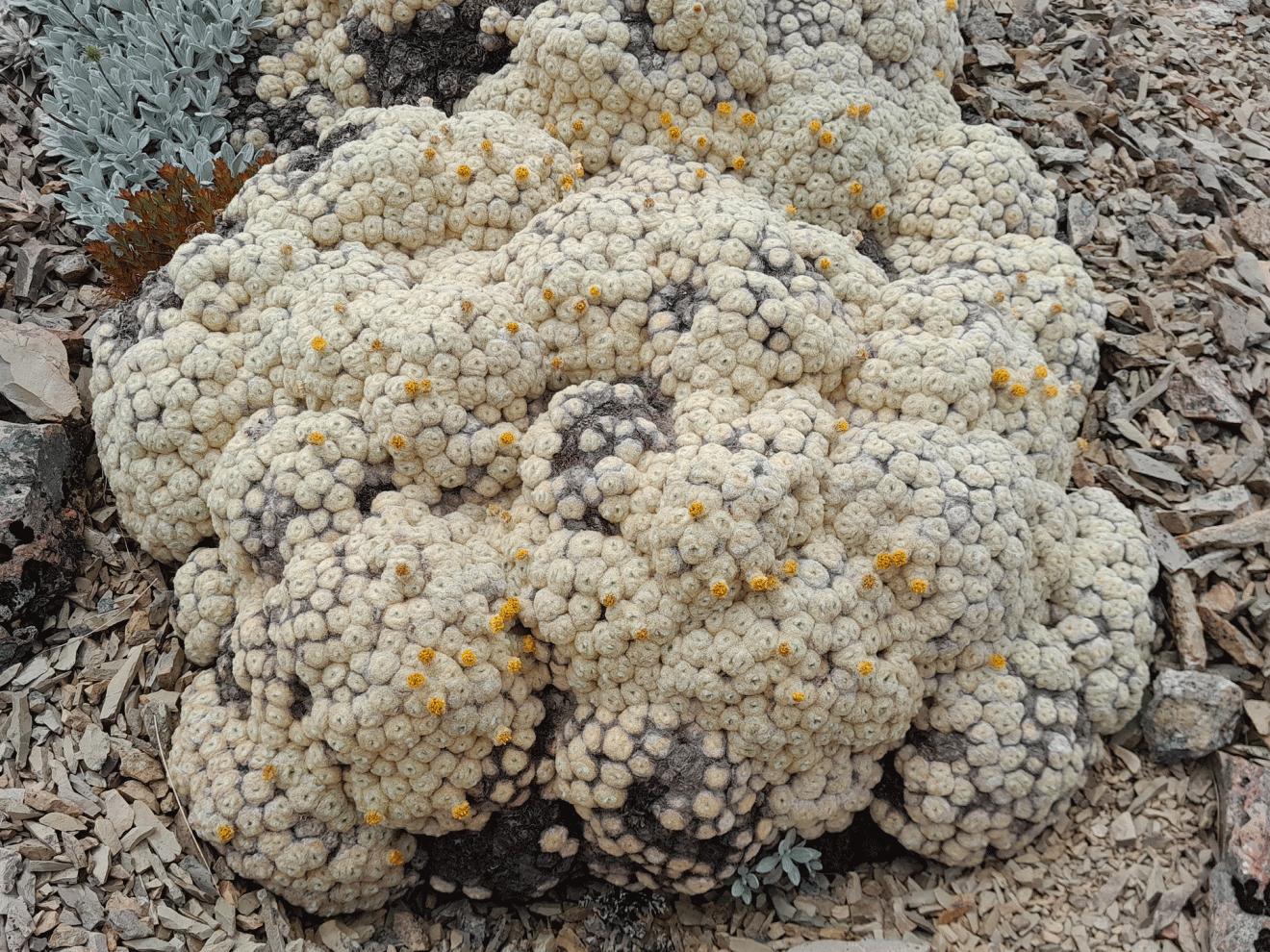 Vegetable-Sheep-on-Mt-Rintoul-Richmond-Range – Wellington Tramping and ...