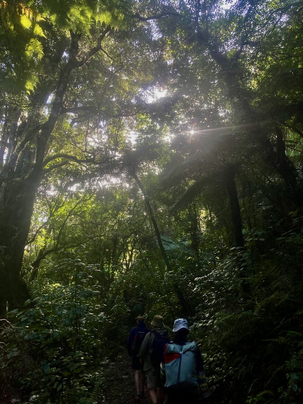 Eastern Hills (Hutt Valley) to Days Bay – Wellington Tramping and ...