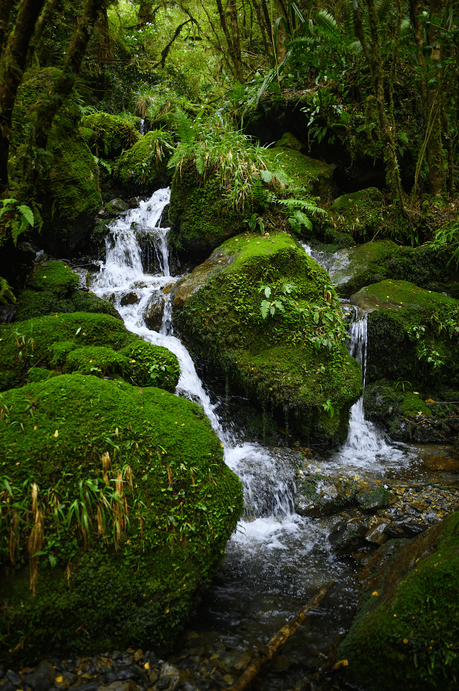 Arete Forks Hut – Tararua Forest Park – Wellington Tramping and ...