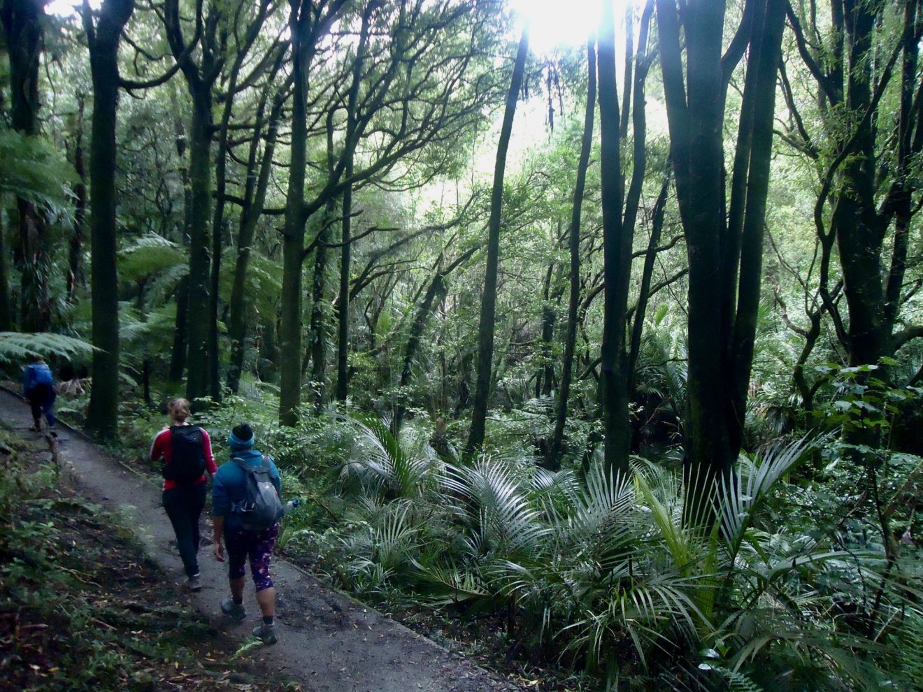 Manawatu Gorge Track – Wellington Tramping and Mountaineering Club