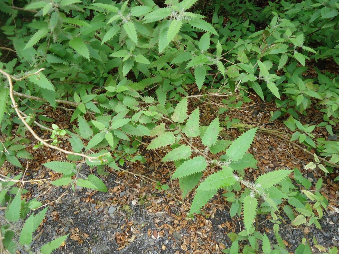 Ōrongorongo South Saddle – Remutaka Forest Park – Wellington Tramping ...