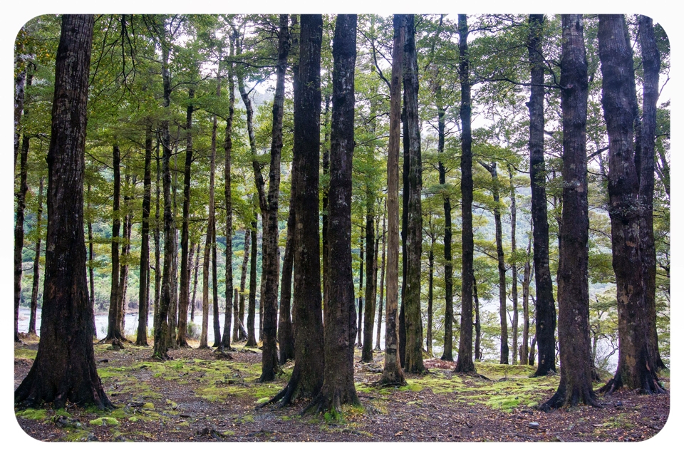 Outside-Paua-Hut-Sunday-morning – Wellington Tramping and ...
