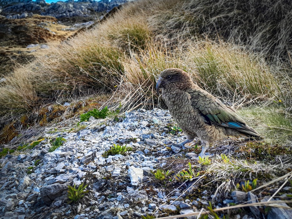 Kea near Castle Basin – Wellington Tramping and Mountaineering Club