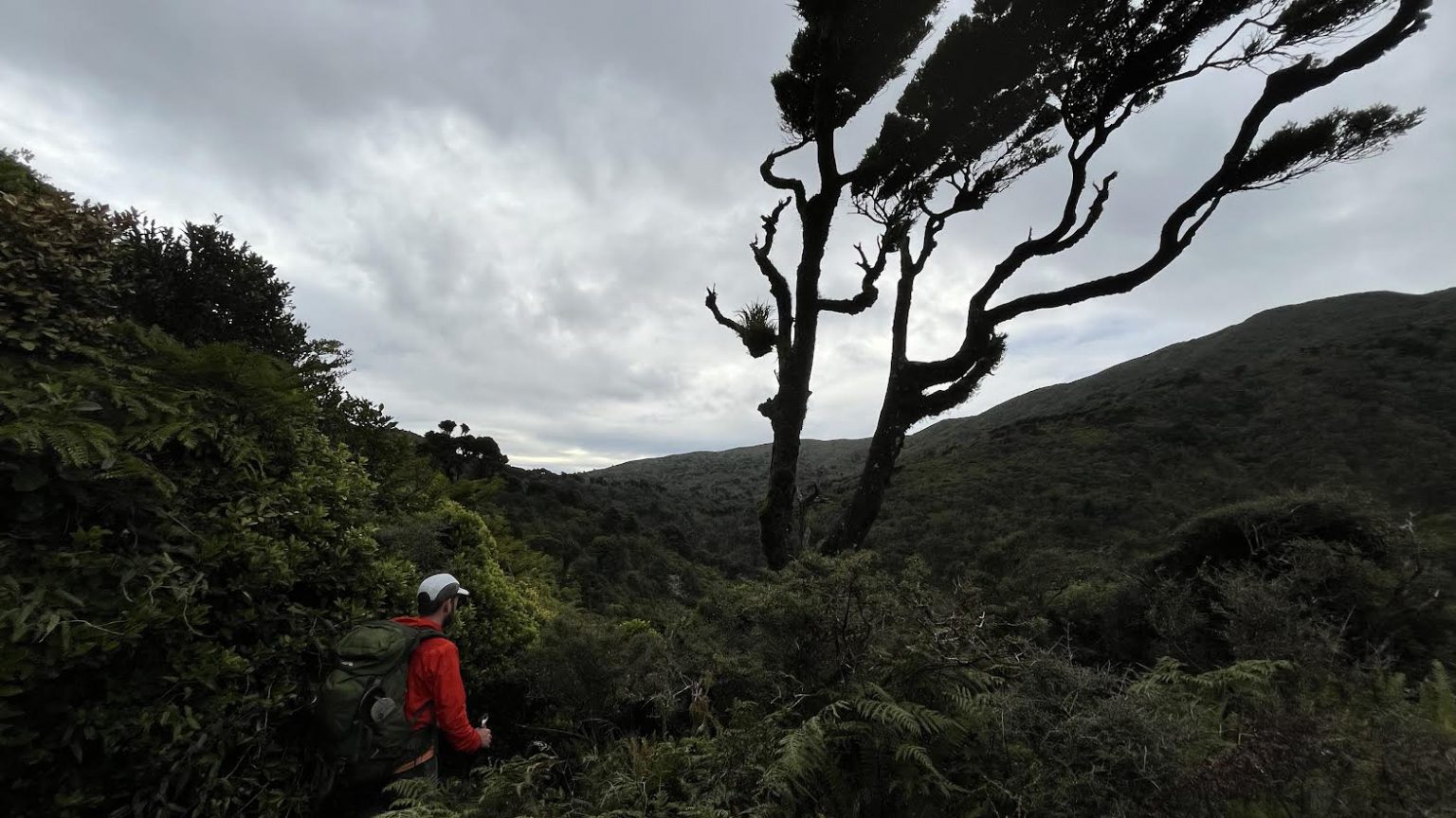 Punga Hut and North Managaho Biv – Tararua Forest Park – Wellington ...