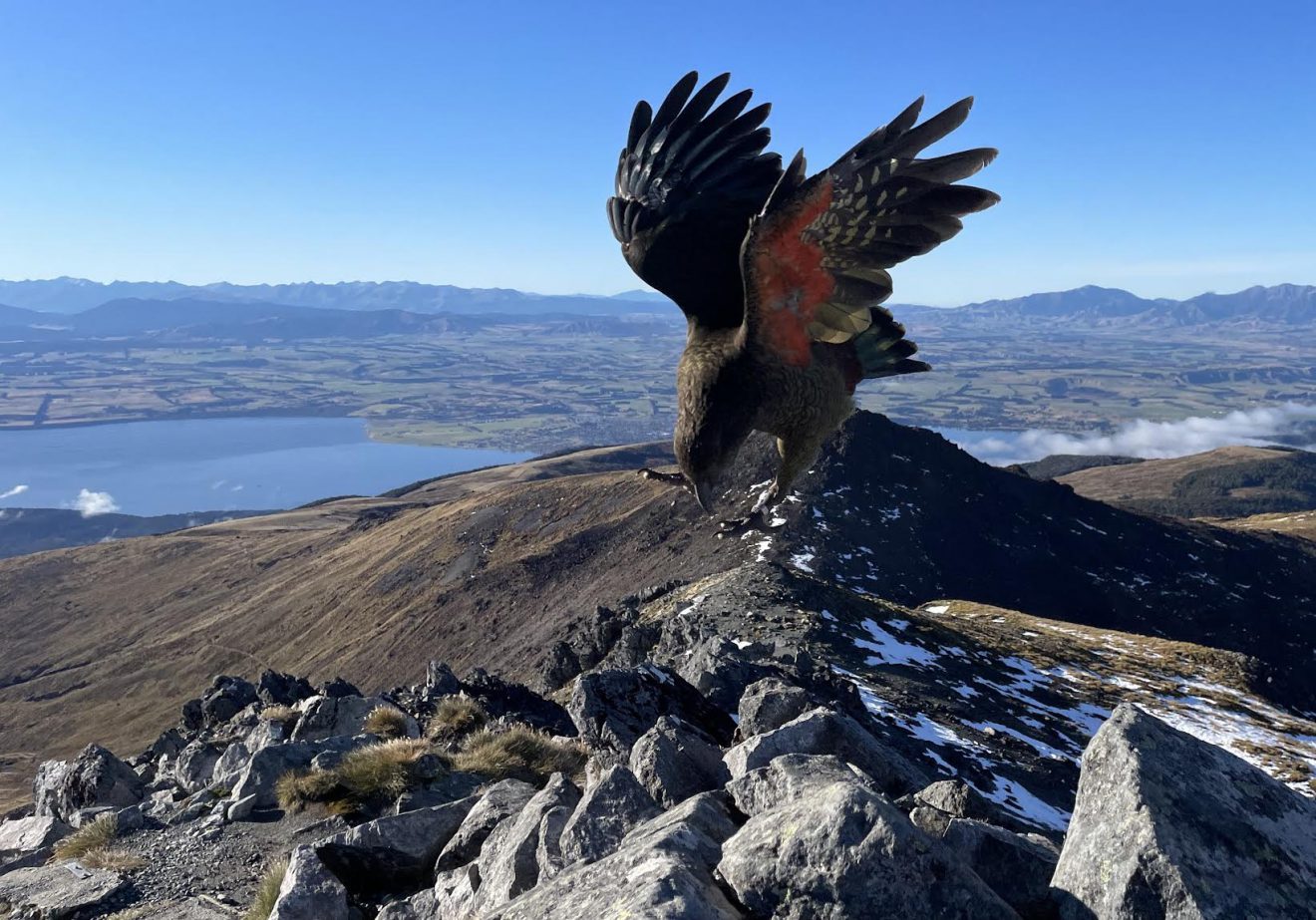 Another enjoyable Kepler Great Walk – Fiordland National Park ...