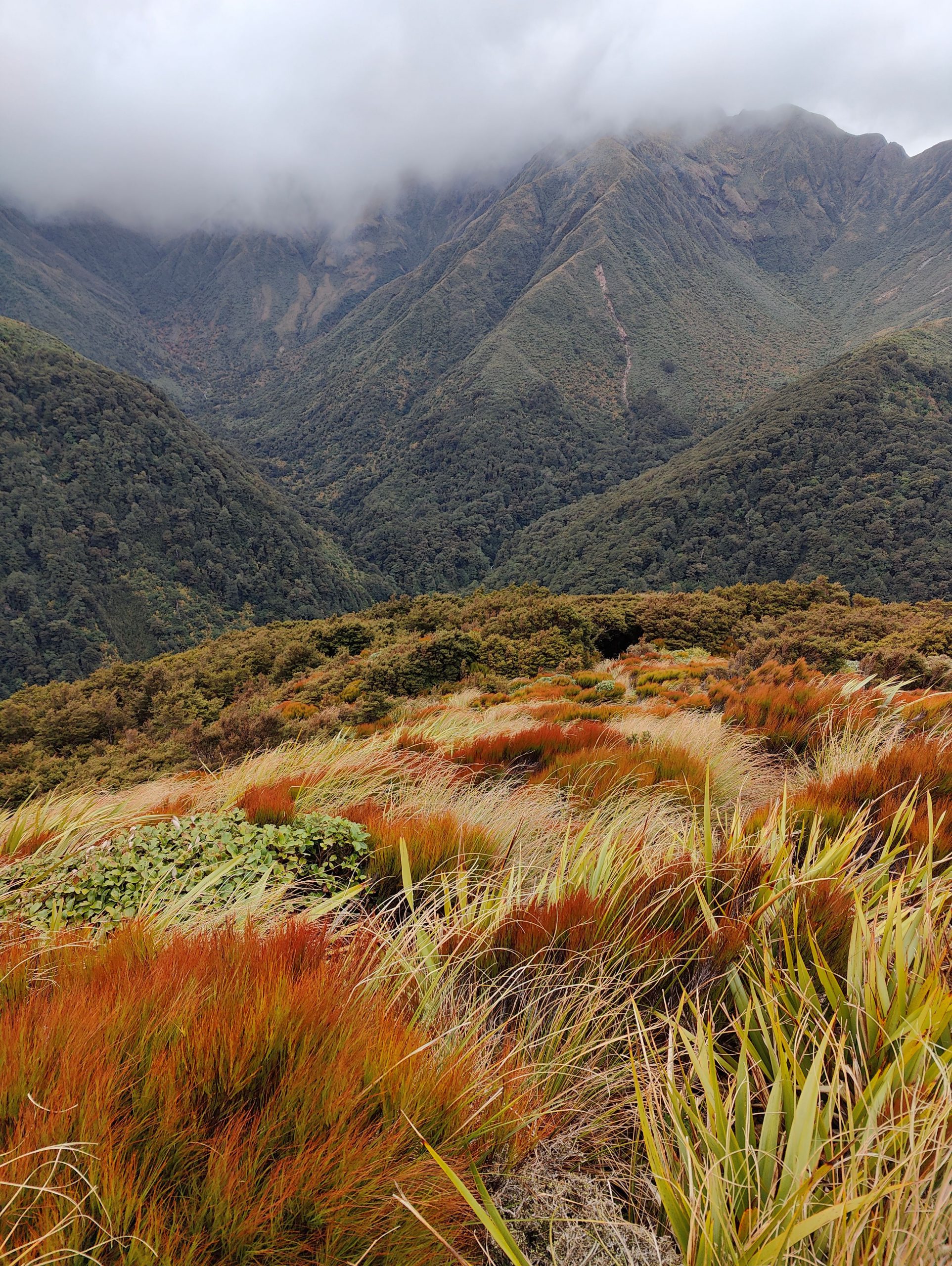 Arete Forks via Table Ridge – Tararua Forest Park – Wellington Tramping ...