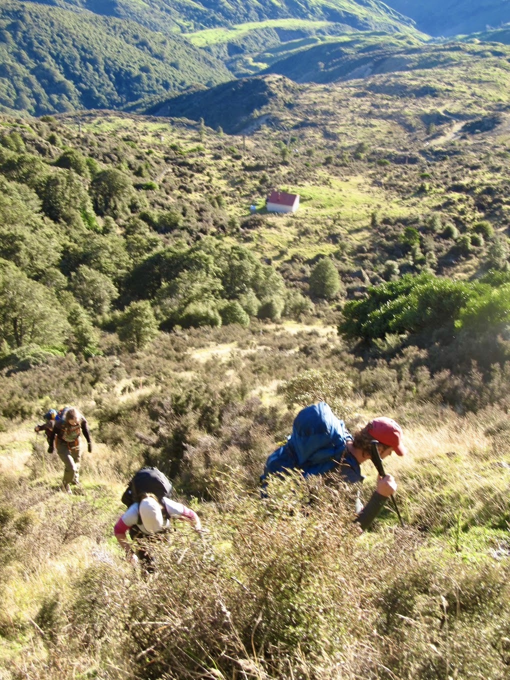 Mount Hikurangi – Ruakumara Forest Park (Stragglers, Stunning Views ...