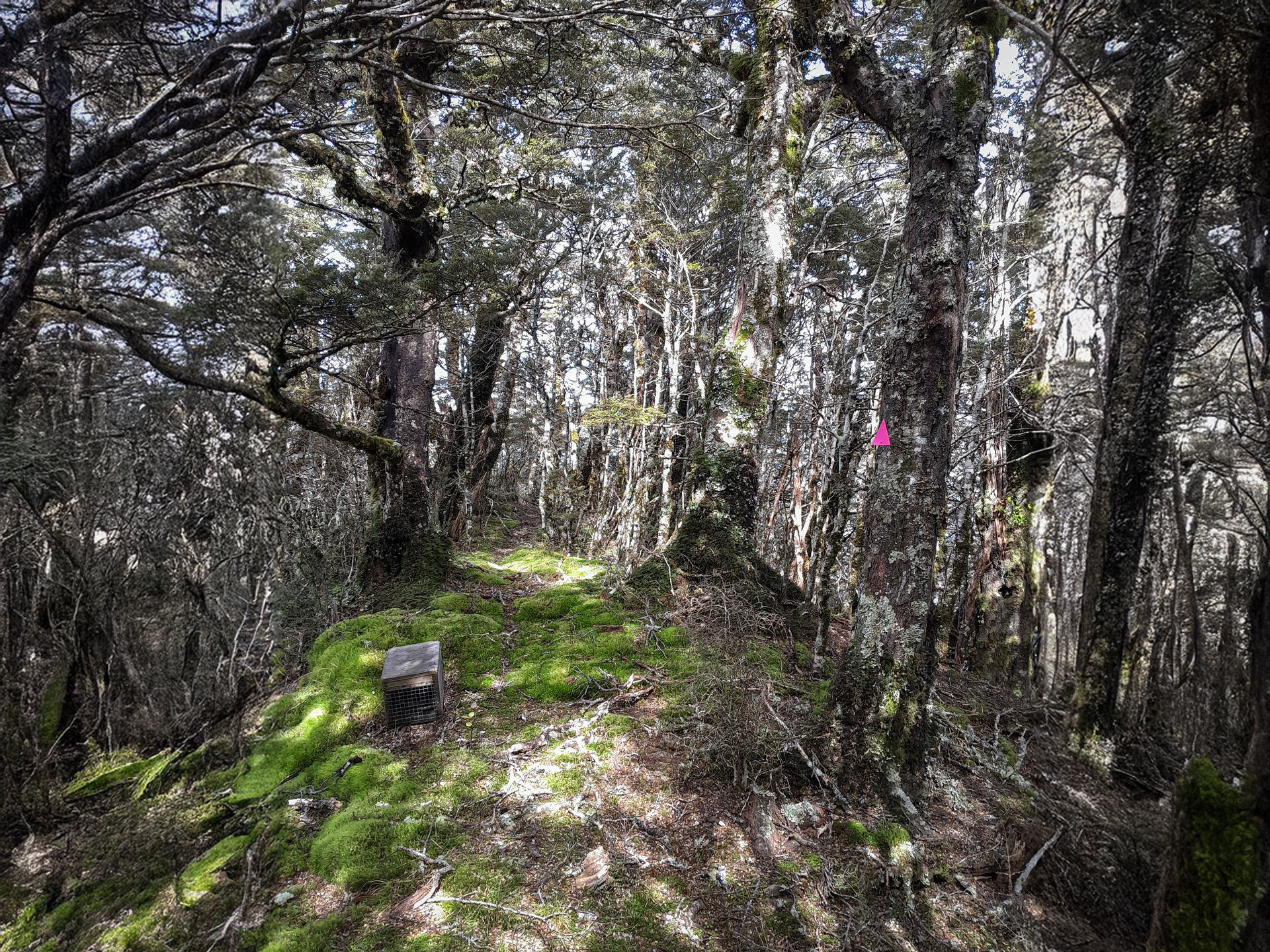 Beech-forest-and-predator-trap-Ruahine-Range-01 – Wellington Tramping ...