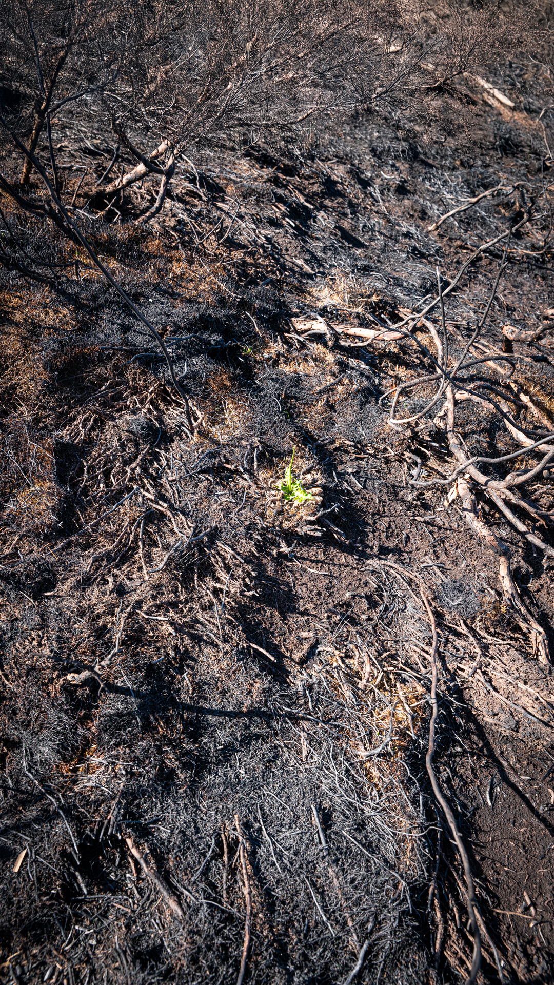 The Mt Tongariro Fire – a developing story – Wellington Tramping and ...